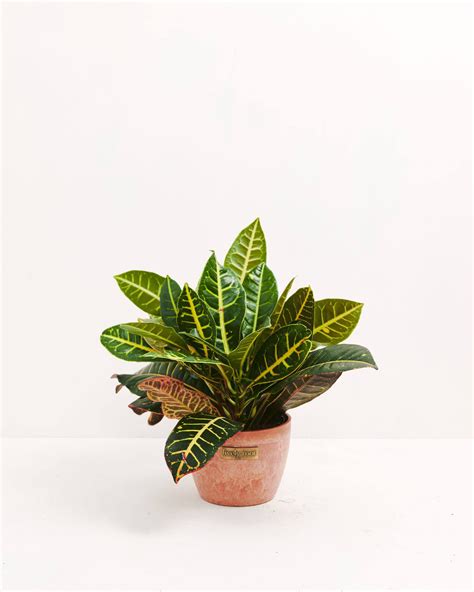 Croton Care Guide Lively Root