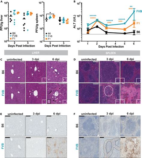 Mice With Fvb Derived Sequence On Chromosome 17 Succumb To Disseminated