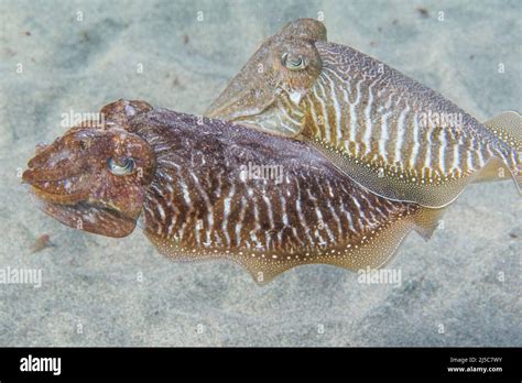 The Common Cuttlefish Or European Common Cuttlefish Sepia Officinalis