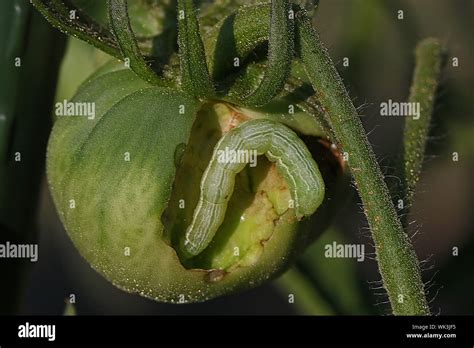 Tomato Horn Worm Larva Of The Five Spotted Hawk Moth Latin Manduca