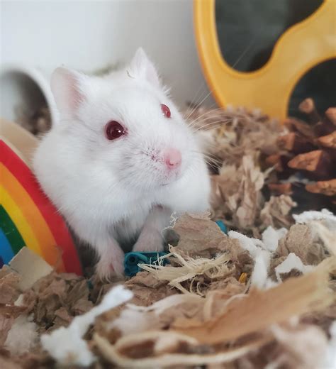 Bede Is Looking Very Cute While Foraging Today 🐹🌈 Scrolller