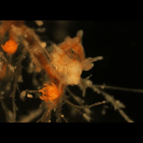 Little Orange Nudibranch Art Prints Noncompliant Cyborg