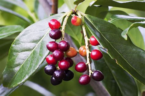 Cherry Laurel Plant Prunus Laurocerasus Care Guide
