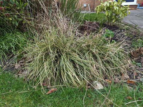 How Do I Care For This Small Ornamental Grass Rgardeninguk