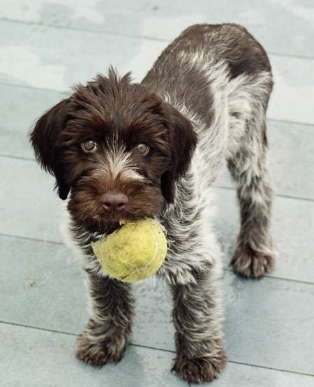 Cute Puppies Picture Wirehaired Pointing Griffon Puppies