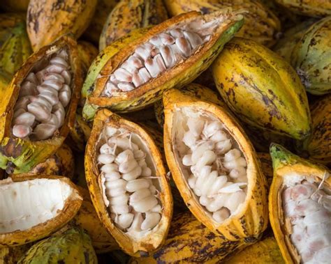 What Is Ceremonial Cacao Origins And Narrative Reverence Events