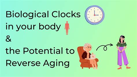 Biological Clocks In Your Body And The Potential To Reverse Aging Youtube
