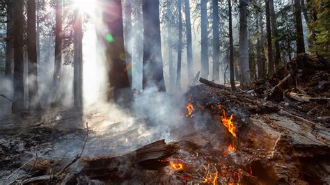 How Fire Drives Seed Germination In Fire Dependent Ecosystems