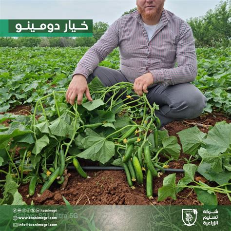 خيار دومينو شركة تسنيم الزراعية