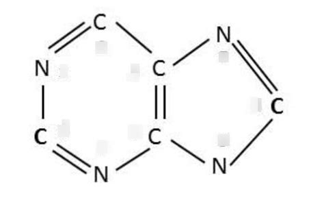 Nitrogenous Base Diagram Quizlet