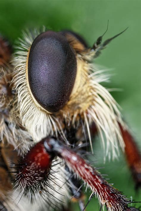 Robber Fly Close Up Of Eye And Face 1 Photograph By Adam Jones Pixels