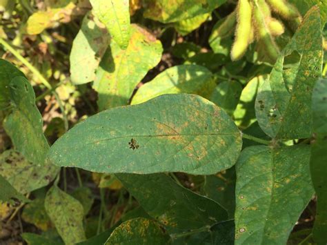 Late Season Soybean Disease Clinic Baldwyn Ms September 15 2015