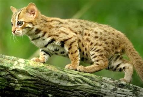 Worlds Smallest Cat Breeds Noaas