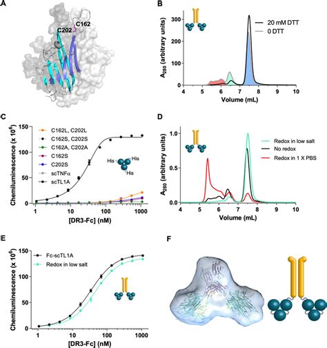 Fc Sctl1a Was Optimized For Monodispersity A Structural Depiction Of Download Scientific