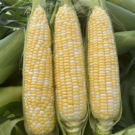 Cee Dee Acres Market Plover Wi