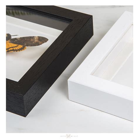 Giant Grasshopper In Box Frame Tropidacris Dux Real Insect Etsy