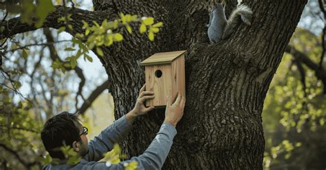Seasonal Squirrel Nest Box Tips Where To Place And When To Build Them