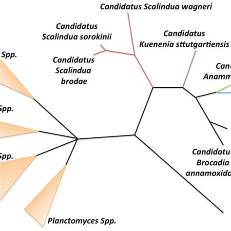 Phylogenetic Representation Of The Phylum Planctomycetes Download Scientific Diagram