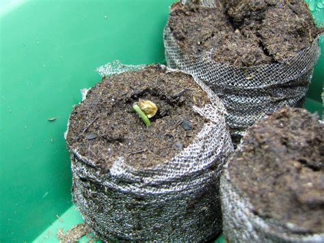 Bucolic Bushwick Drat Damping Off Has Hit The Seedlings