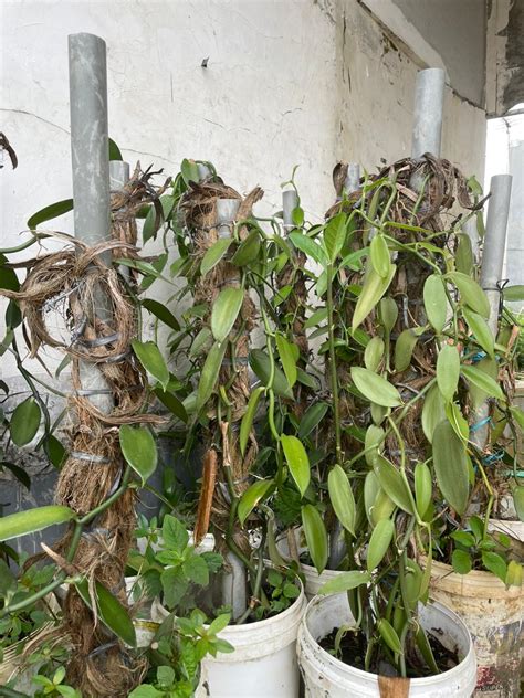 Cara Menanam Vanili Bagi Pemula Kojo Vanili