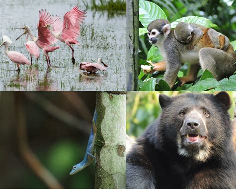 Semana 33 La Biodiversidad En Colombia