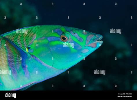 Pastel Ring Wrasse Hologymnosus Doliatus Rainbow Reef Fiji South