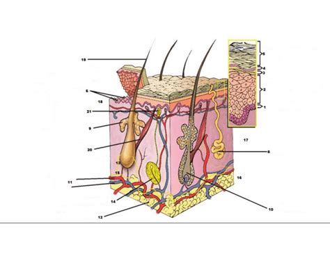 Epidermis Diagram Unlabeled Epidermis Diagram Unlabeled