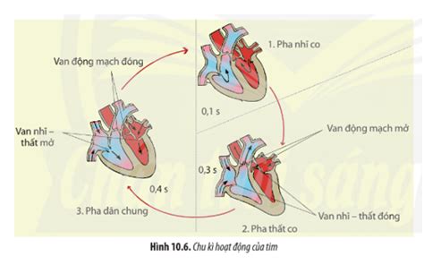 Chu Kỳ Hoạt Động Của Tim Khám Phá Cơ Chế Hoạt Động Của Trái Tim Con Người