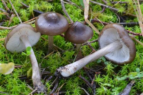 Melanoleuca черно и бяло: как изглежда, възможно ли е да се яде, където ...