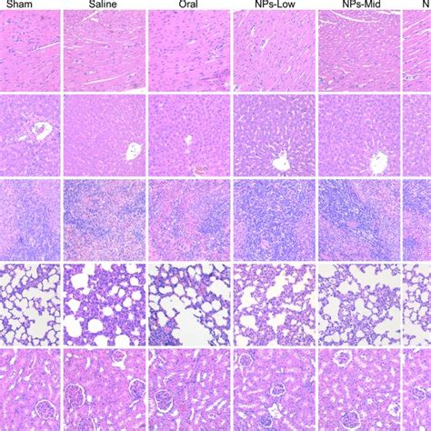 Rat Brain Histology Examination A Hande Staining Of Brain Tissue B Download Scientific
