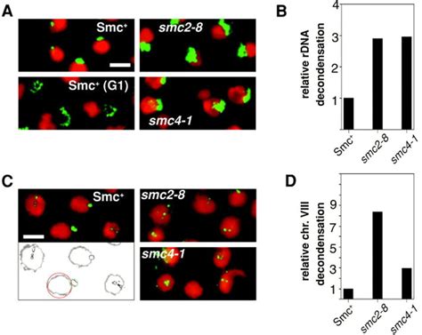 Characterization Of The Condensin Protein Complex A Clustalw