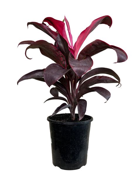 Cordyline Terminalis Ruby