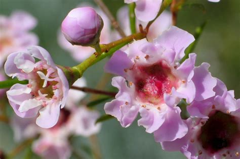 Kings Park Secures Intellectual Property For New Waxflower Varieties