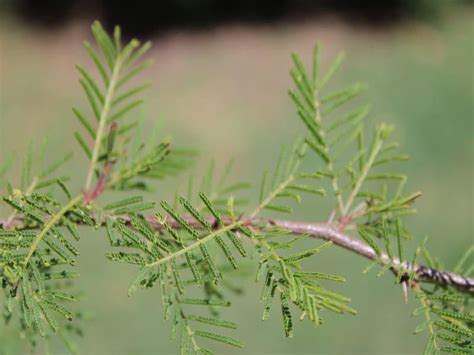 Vachellia Caven Espinillo