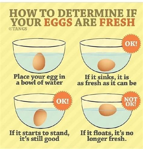 Best 12 Egg Float Test How To Tell If An Egg Is Bad Artofit