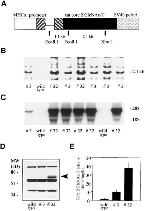 Generation And Characterization Of Transgenic Mice A Schematic Download Scientific Diagram