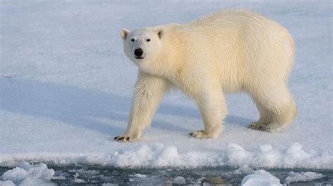 Two People Killed By Polar Bear Attack Blaze Media