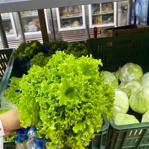 Lollo Verde Lettuce Information Recipes And Facts