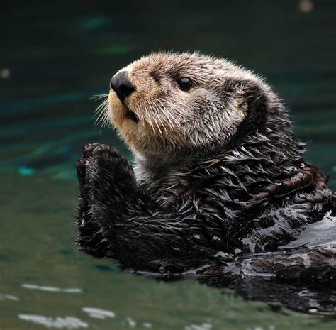 Wildlife And Whale Watching Inside The Kenai Fjords Tours Experience