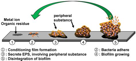 Biofilm Journal At Gabrielle Sutherland Blog