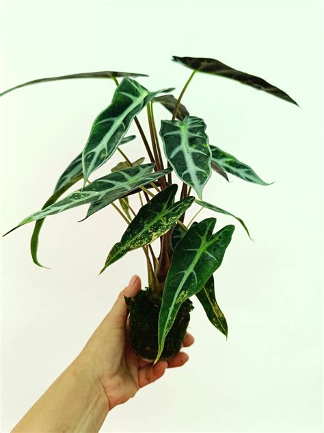 Alocasia Bambino Variegata Aurea Welovetropicalplants