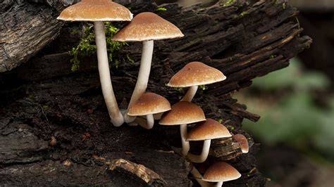 Bioxyne Makes First Sales For Mushroom Nootropics A Mushroom Nootropic