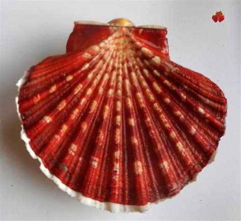 190 Best Pecten Images On Pinterest Clam Shells Conch Shells And Sea