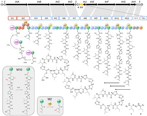 Proposed Biosynthetic Pathway For The Thiamyxins Map Not Drawn To