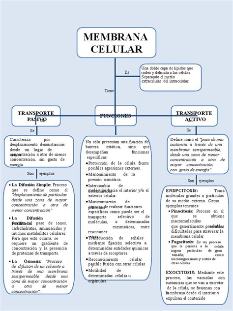 Mapa Conceptual De La Membrana Celular 4 Pdf Membrana Celular