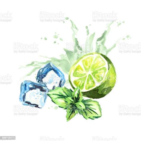 얼음 조각 민트 잎 물 얼룩 및 라임 흰색 배경에 고립 수채화 손으로 그린 그림 감귤류 과일에 대한 스톡 벡터 아트 및 기타