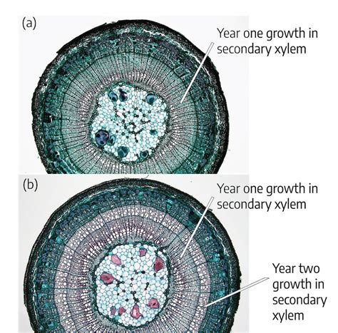 13 Woody Landscape Plants Biology Libretexts
