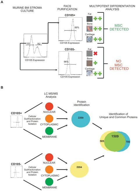 A Cd105 Expression Demarcates Msc And Non Multipotent Stromal Cells