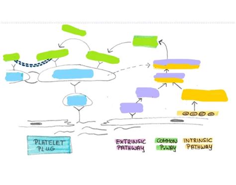 Chart Of Platelet Plug And Clot Formation Quiz