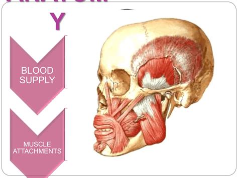 Fractures Of The Zygomatic Complex And Orbitpptxpptx
